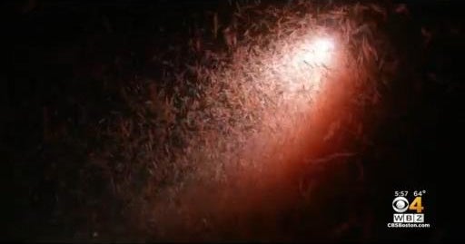 The mystery of the ocean's "twilight zone" is being uncovered by ...