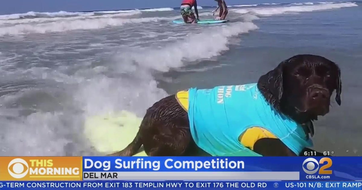 Dog surfing competition raises money for shelter pets - CBS Los Angeles