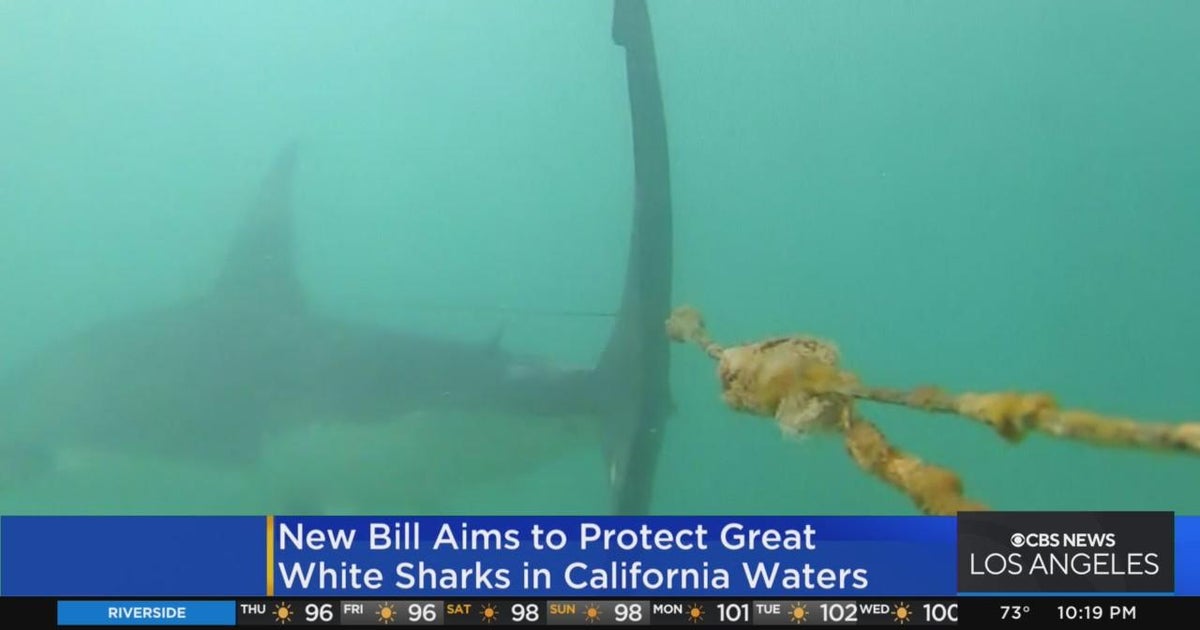 New bill aims to protect Great White sharks off the coast of California ...