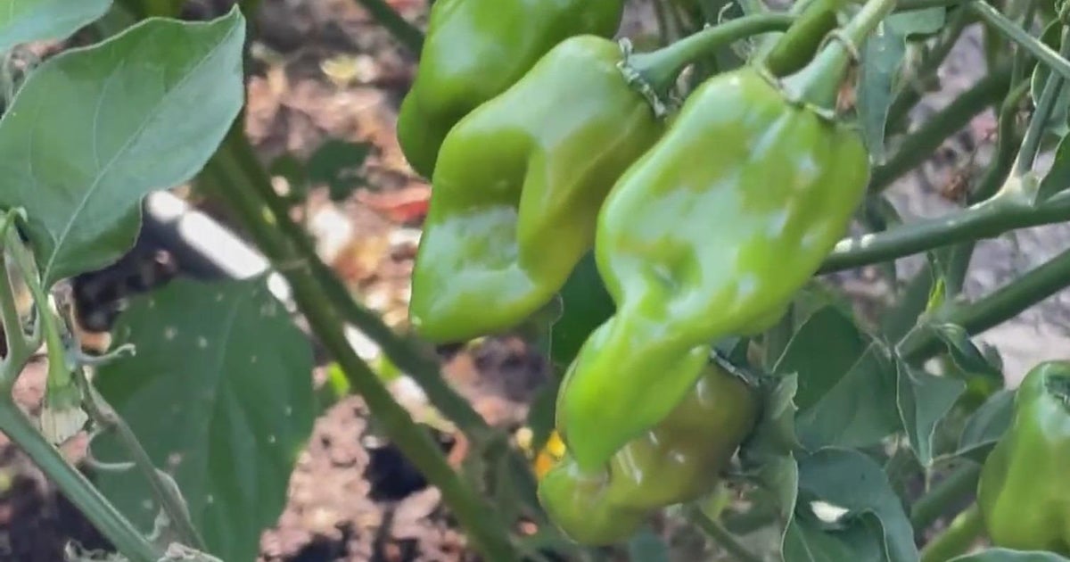 Napa vineyard lets workers take home fruits, vegetables grown on site ...