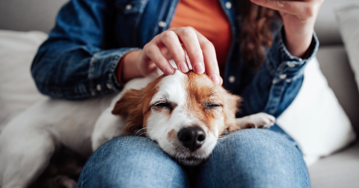 Hurricane Ian: How to keep your pets safe in severe weather - CBS News
