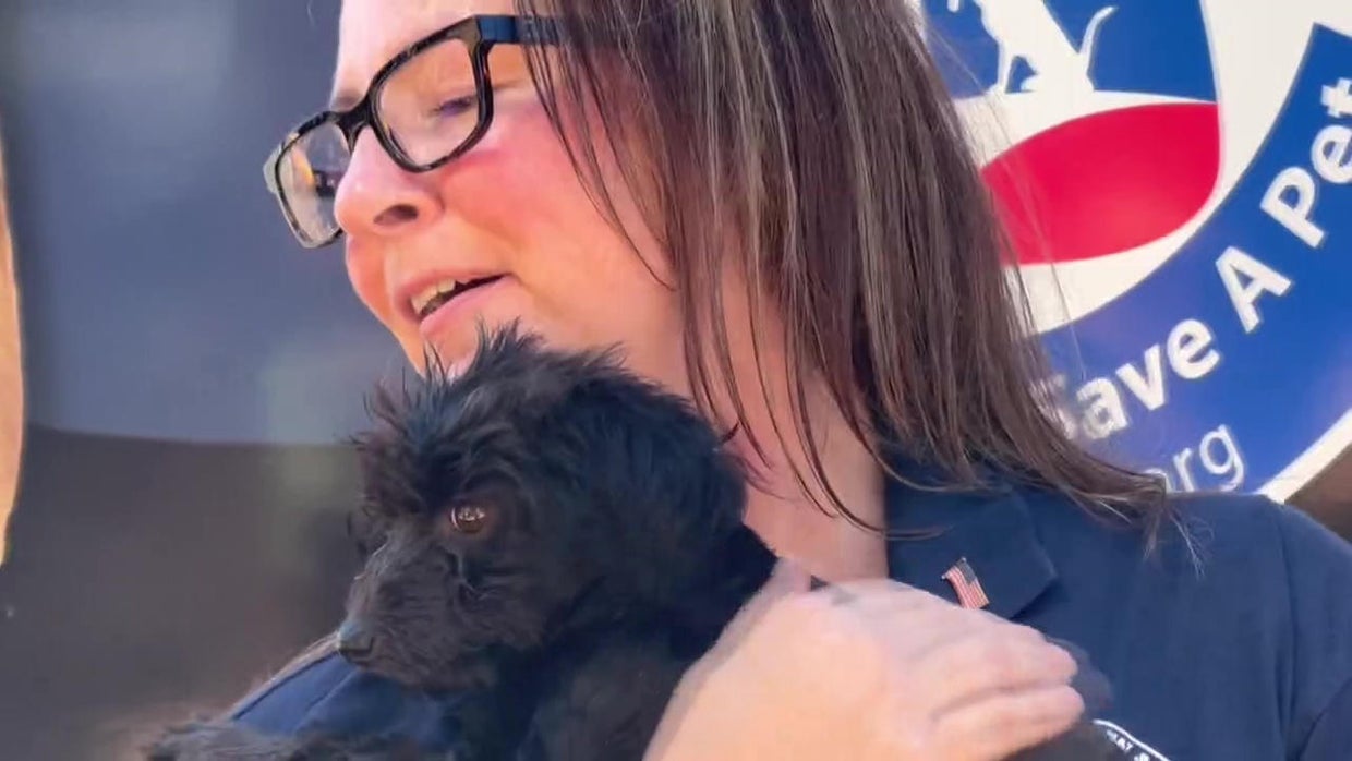 Paws of War pairs puppies rescued from deplorable conditions in ...