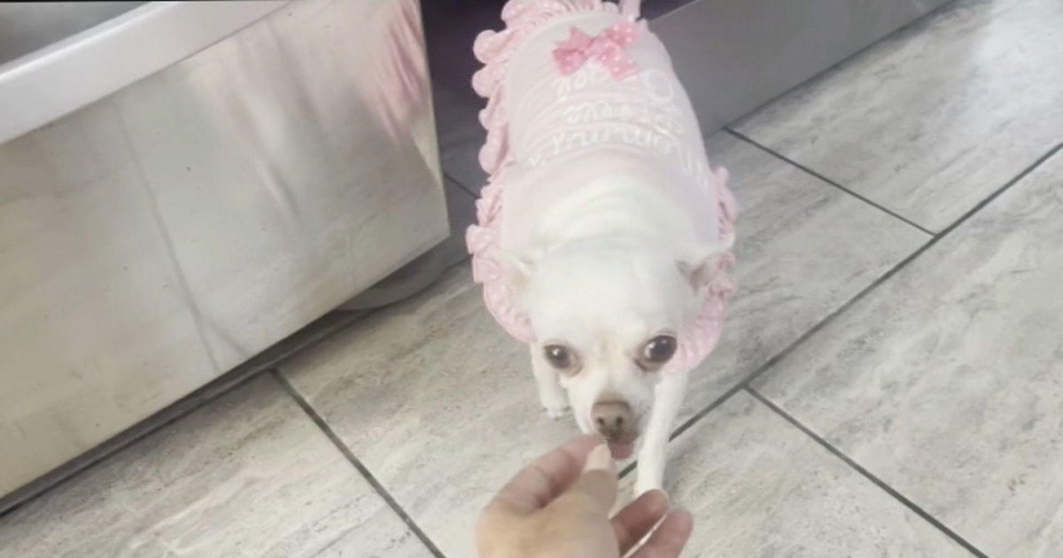 Monterey Park man not getting mail after carrier claimed 7-pound dog ...