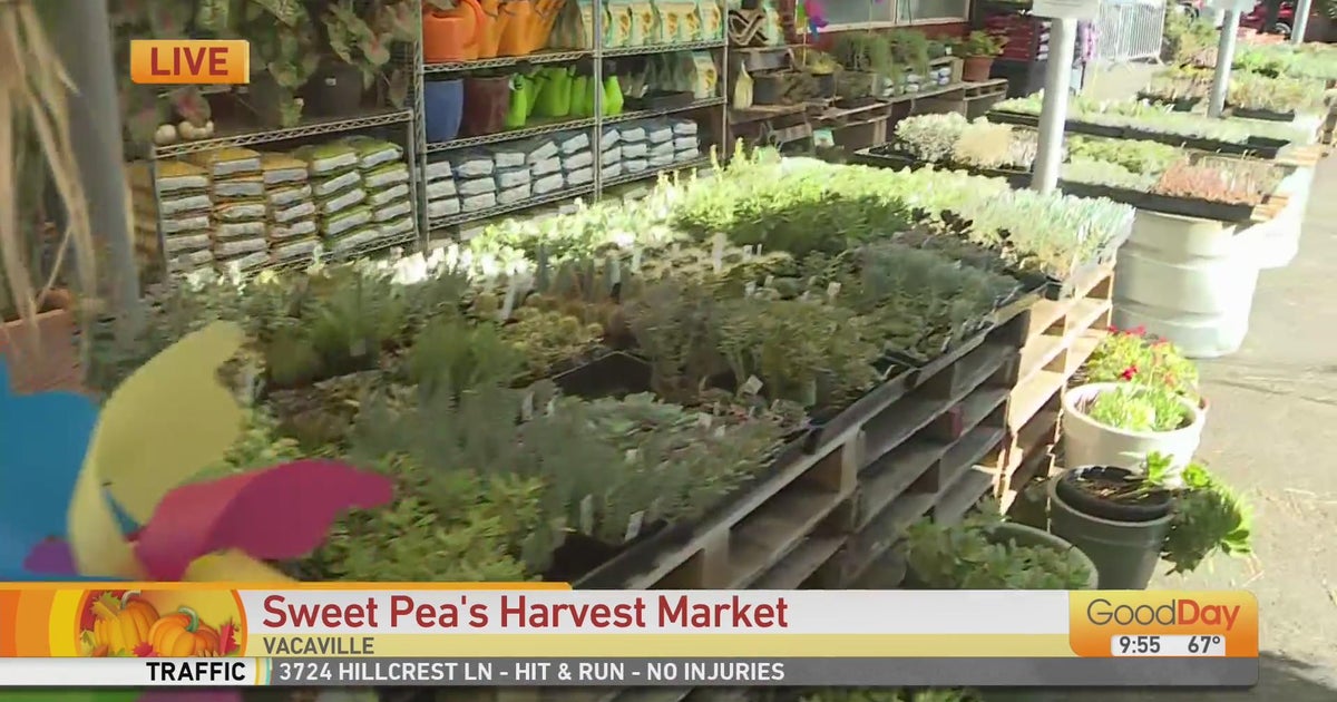 Sweet Pea's Harvest Market - Good Day Sacramento