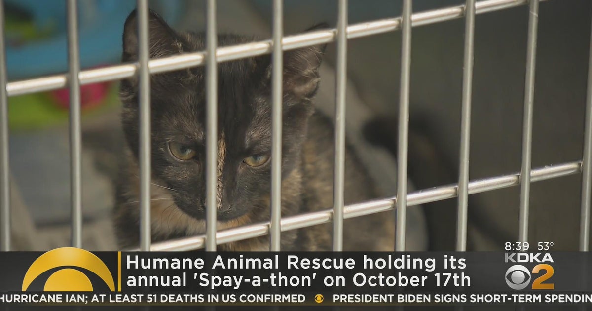 Humane Animal Rescue of Pittsburgh hosting Spay-A-Thon - CBS Pittsburgh