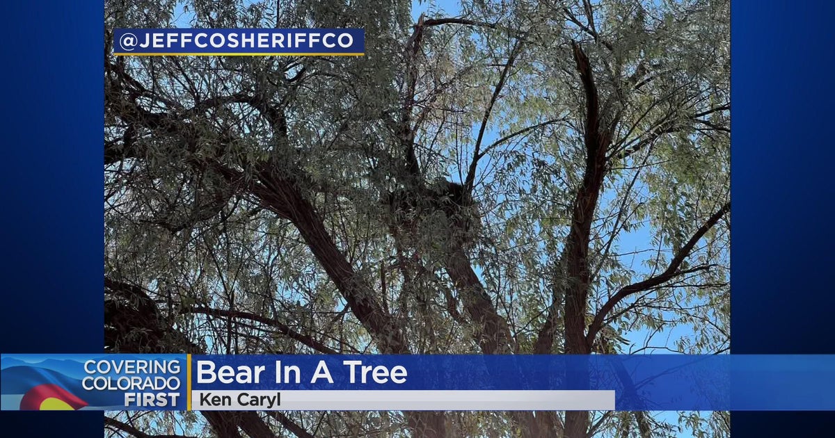 Bear spotted in a tree in Jefferson County - CBS Colorado