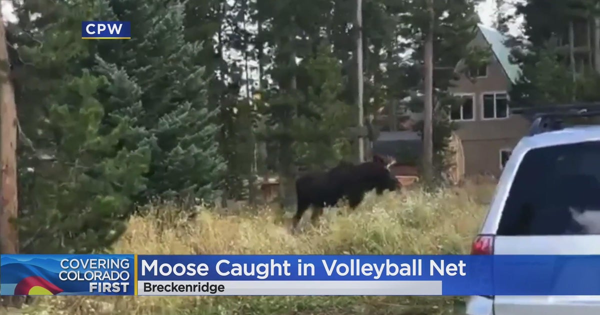 Moose gets caught in volleyball net in Breckenridge - CBS Colorado