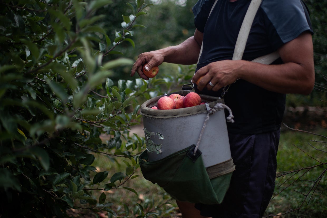 Bobbing for apples: Inflation, labor shortages could put future of U.S ...