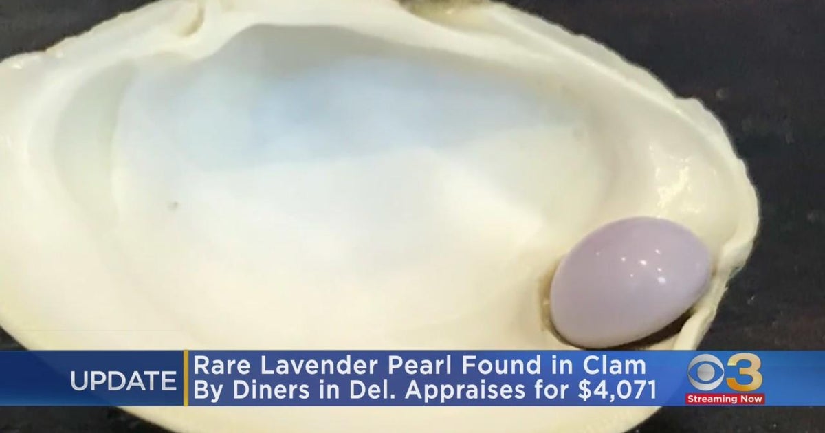 Rare lavender pearl found in clam appraises for over $4,000 - CBS ...