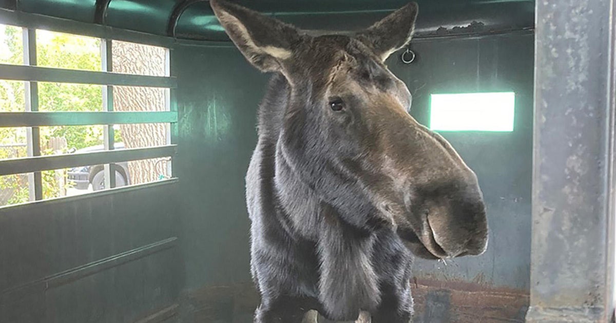 Colorado wildlife rangers relocate moose out of Strasburg - CBS Colorado