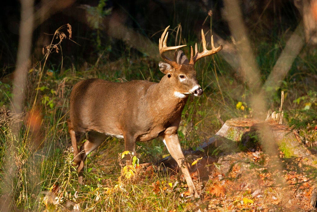 DNR: Deer may be Bemidji's first-ever chronic wasting disease case ...