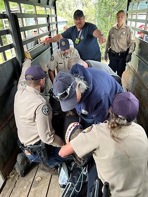 Colorado wildlife rangers relocate moose out of Strasburg - CBS Colorado