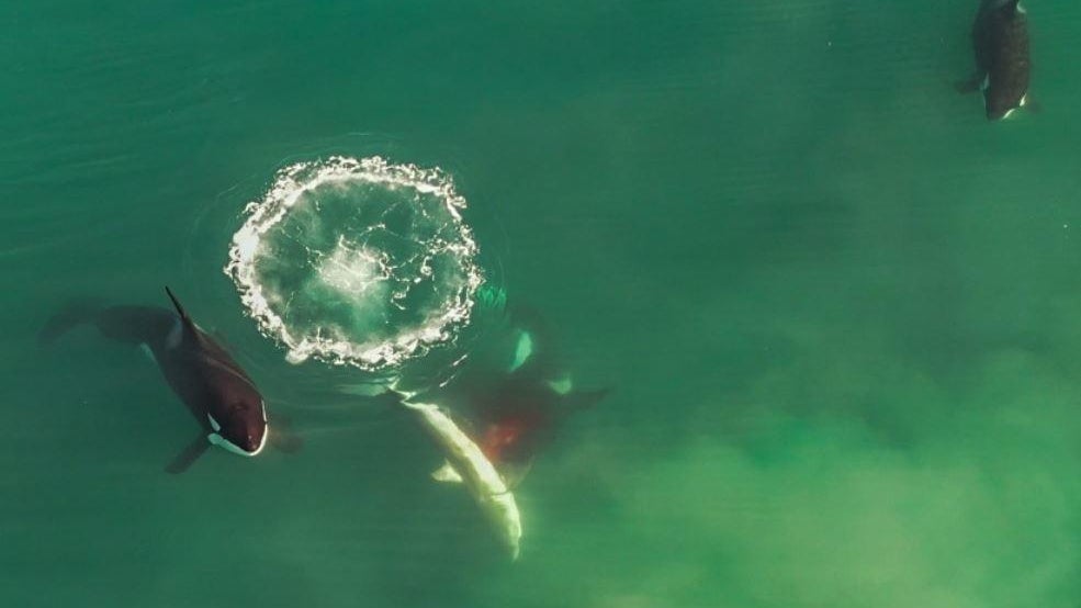 Stories About Great White Shark - CBS Los Angeles