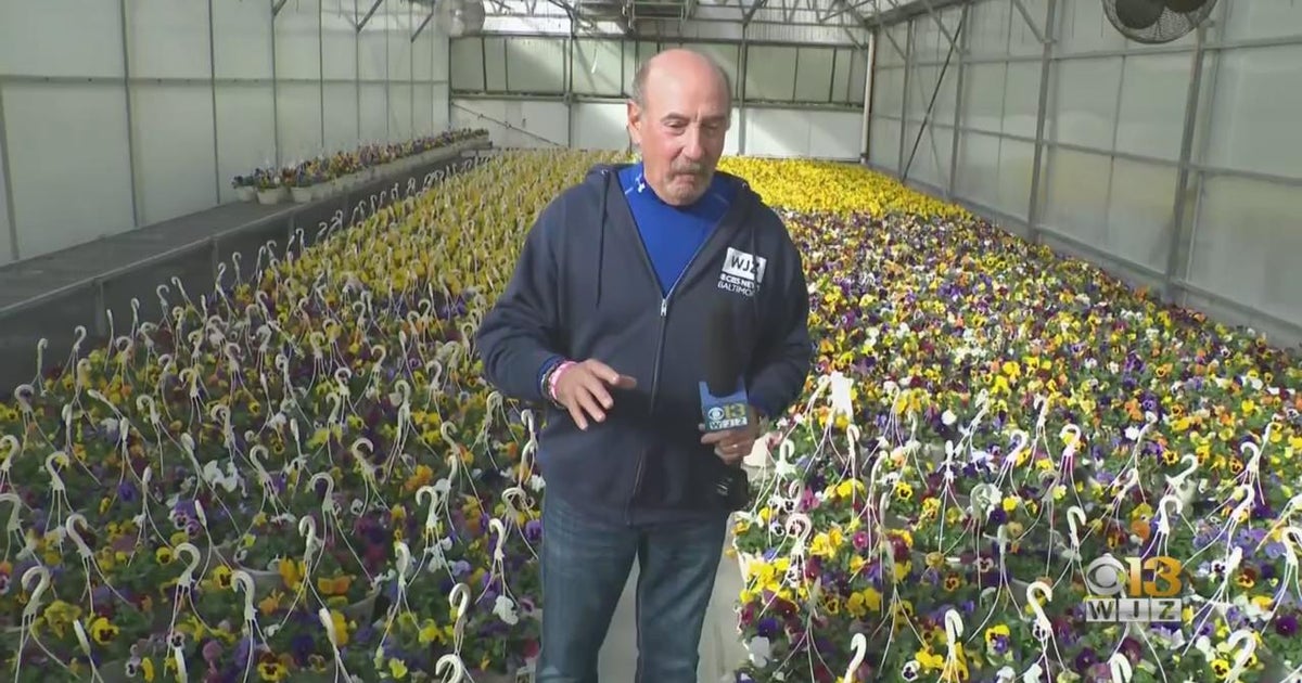 Where's Marty? Learning the history of poinsettias at Bell Nursery ...