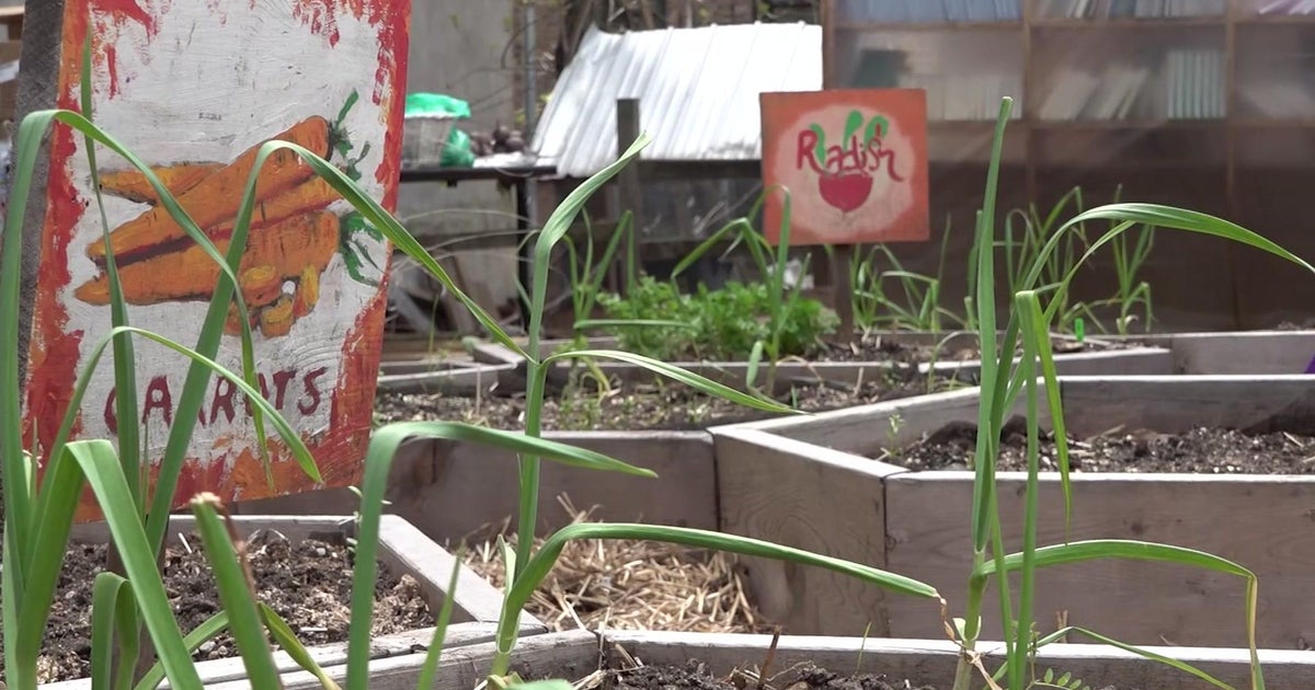 CBS2's #BetterTogether Project Green joins Harlem Grown to help ...