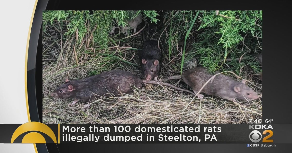 Domesticated rats dumped in Steelton - CBS Pittsburgh