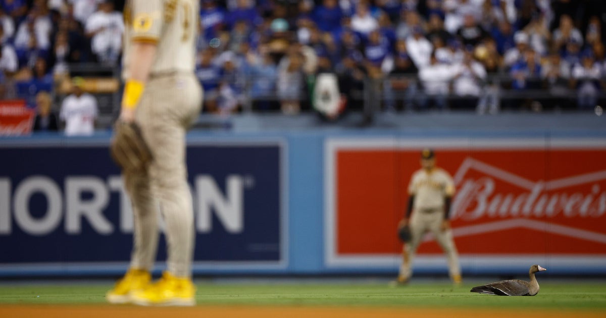 Duck, duck... goose? Bird joins players on the field during NLDS Game 2 ...
