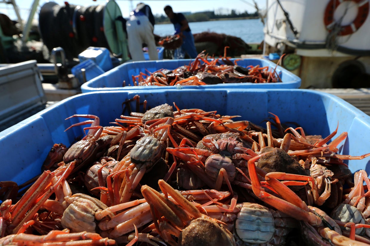 Alaska snow crab season canceled as officials investigate disappearance of an estimated 1 ...