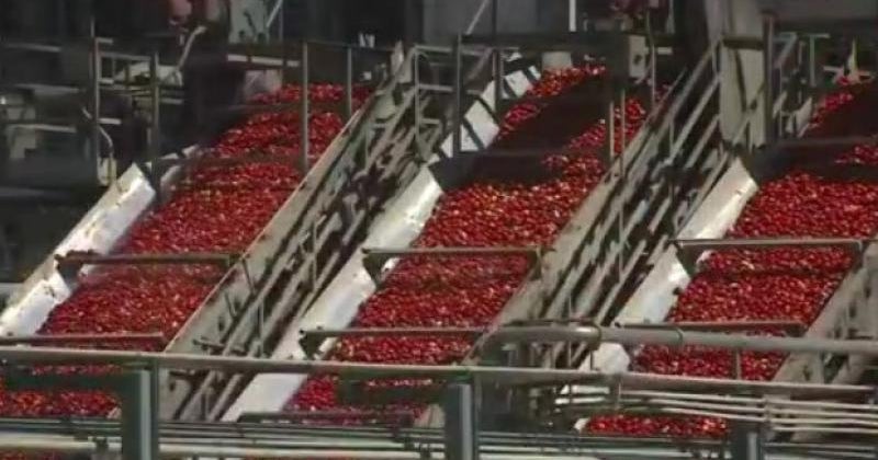 Tapping tomatoes: Central Valley processors making drinking water from ...
