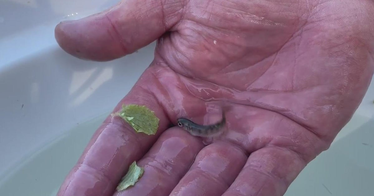 Chinook salmon swimming tribe's ancestral McCloud River for first time ...