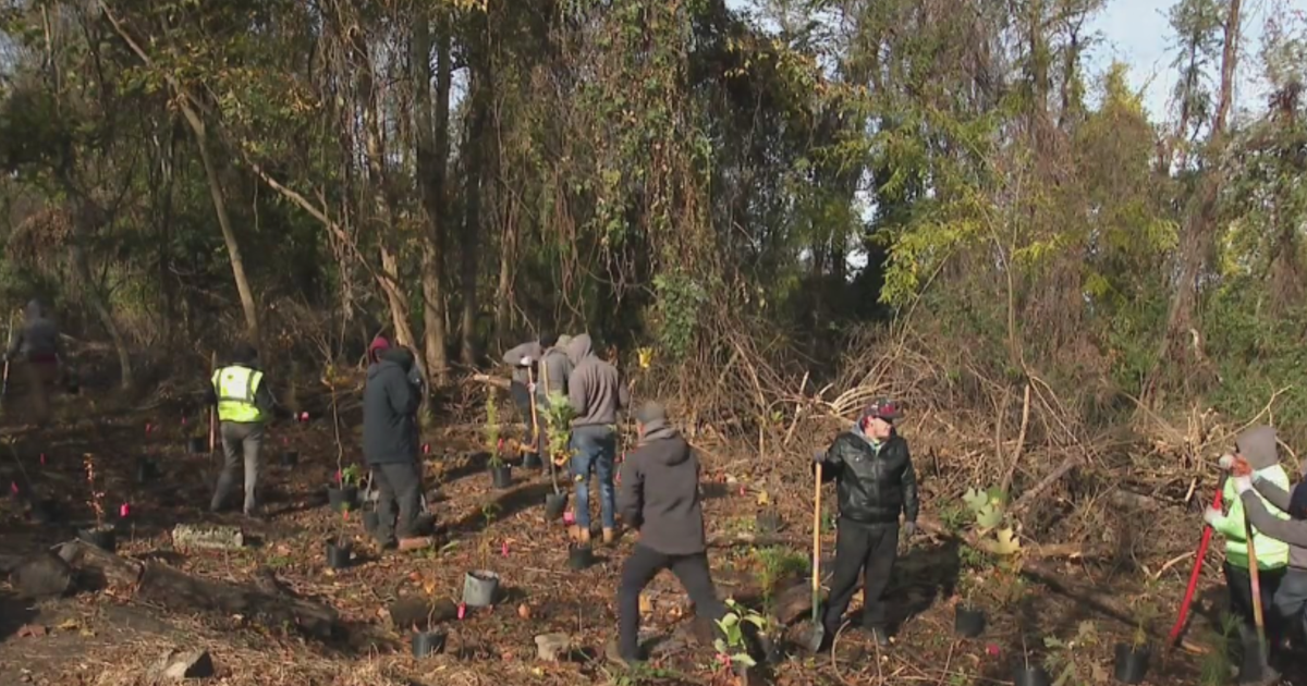 Tree Pittsburgh and volunteers plant dozens of trees in Hazelwood - CBS ...