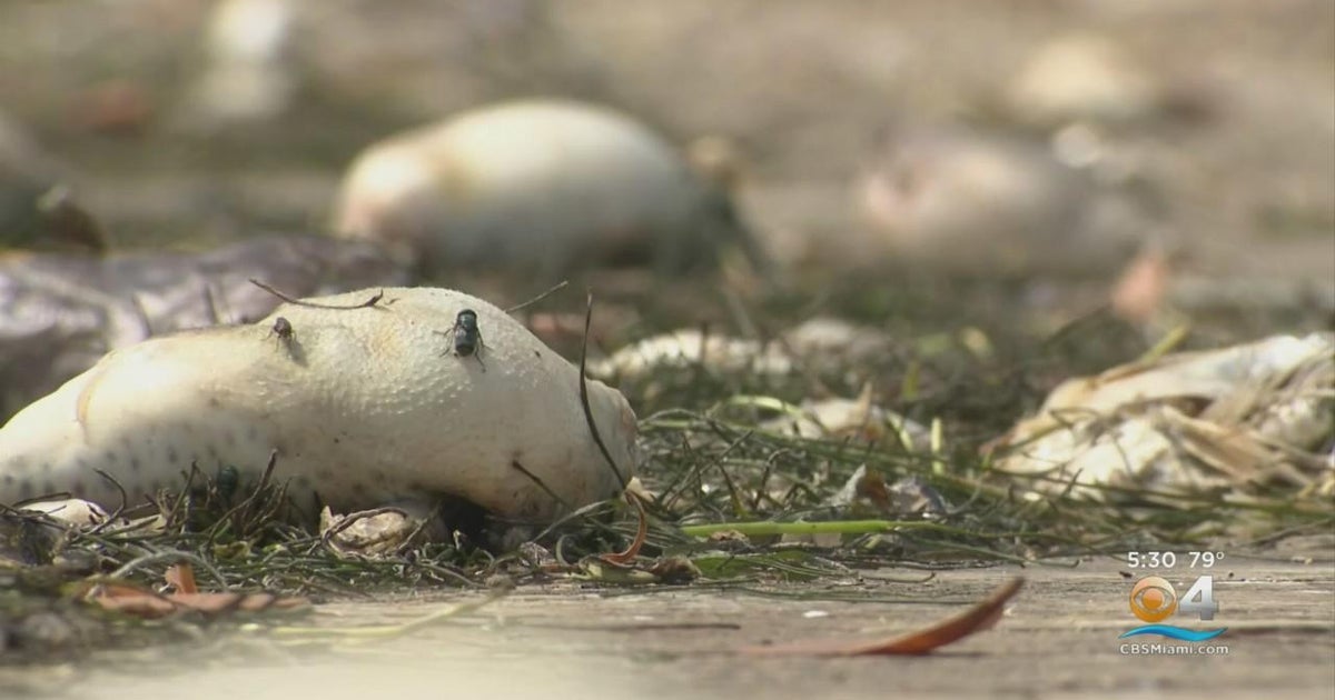 More fish kills reported in Miami-Dade - CBS Miami
