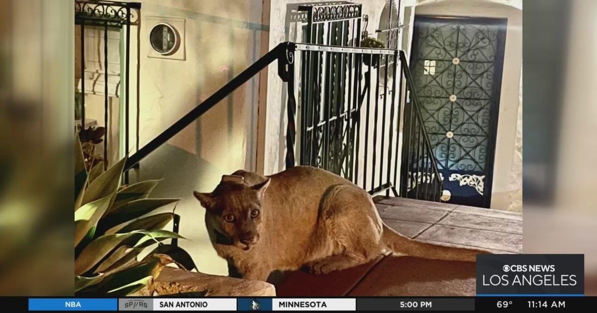 Beloved mountain lion P22 possibly caught on camera in Hollywood Hills ...