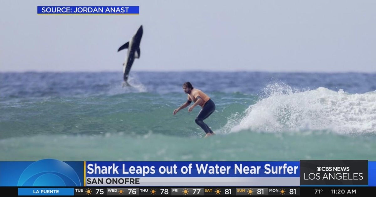 Shark leaps out of water behind surfer during competition in San Onofre ...
