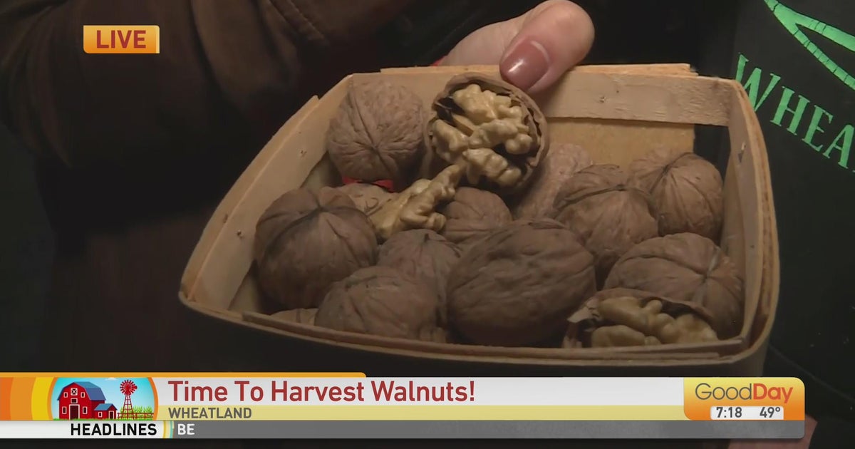 Harvesting Walnuts - Good Day Sacramento
