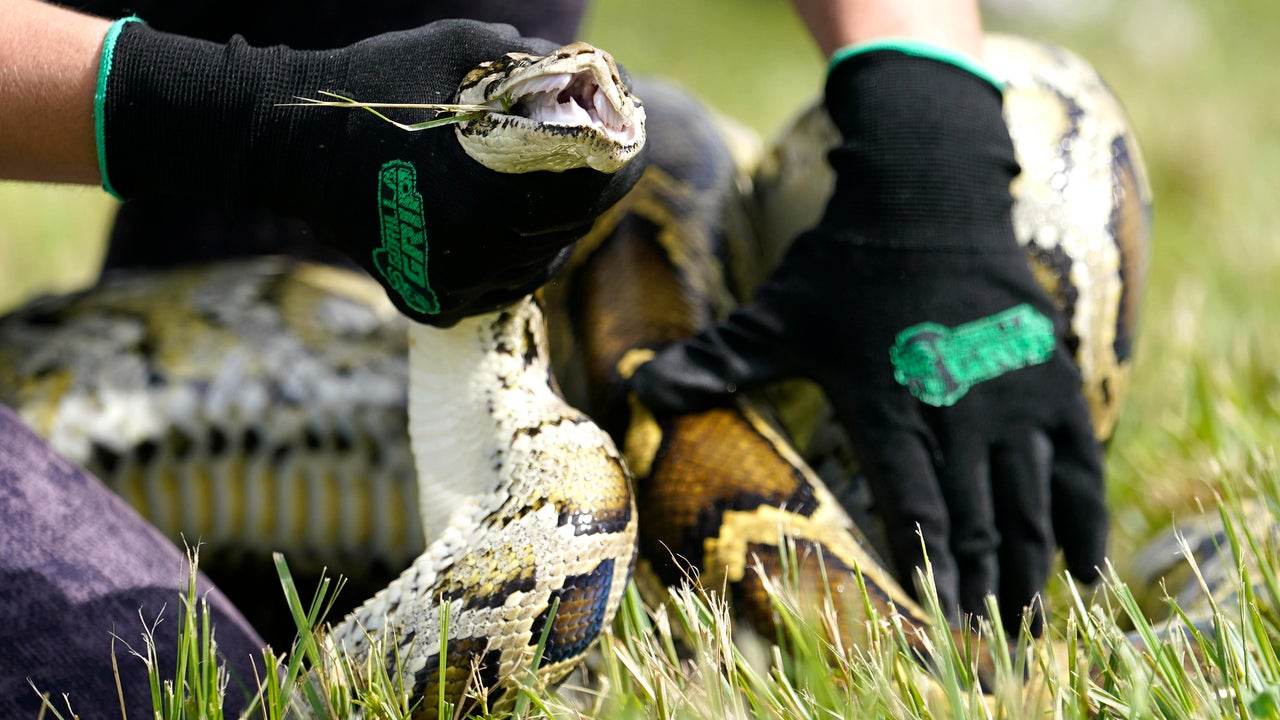 Burmese Python news - Today’s latest updates - CBS News