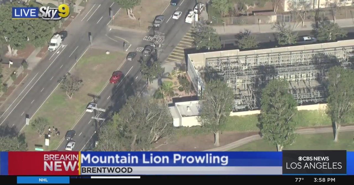 Mountain lion gets away from authorities near Brentwood - CBS Los Angeles