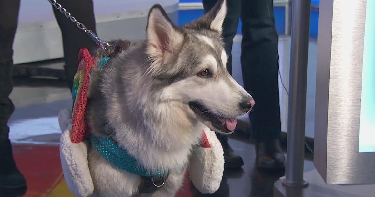 'Selene,' 3-legged dog up for adoption during 'Howl-oween' event - CBS ...