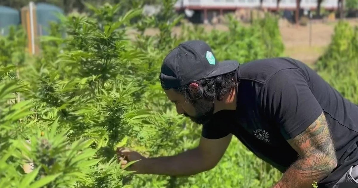 'Clean weed' creating organic buzz among cannabis users, growers - CBS ...