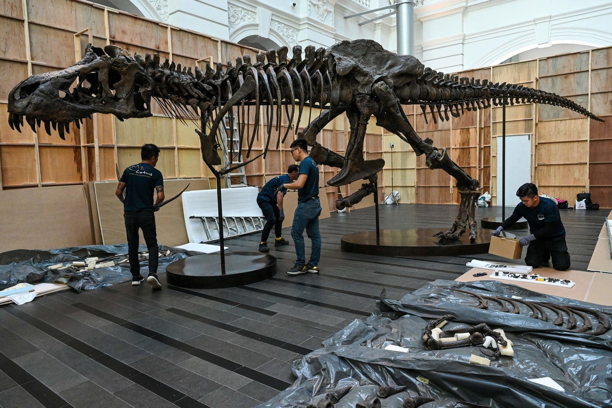 T. rex display heats up debate over auctions of dinosaur skeletons ...