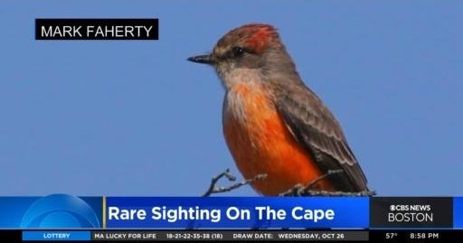 "Really rare bird" spotted on Cape Cod - CBS Boston