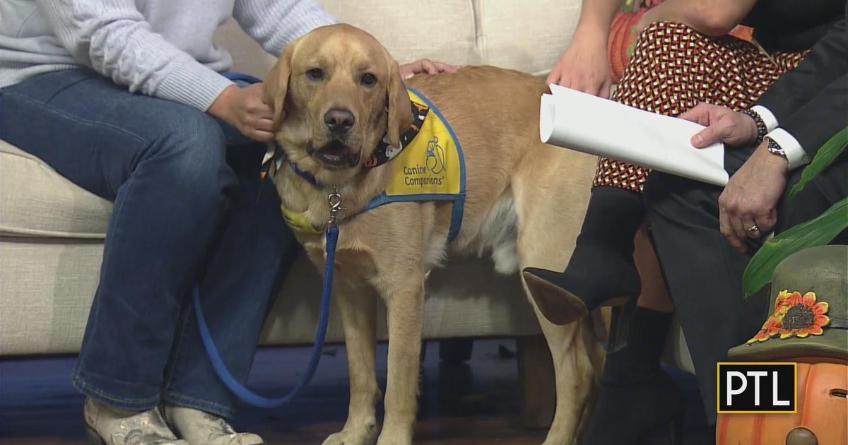 PTL Pupdate: Halloween with a service pup in training - CBS Pittsburgh