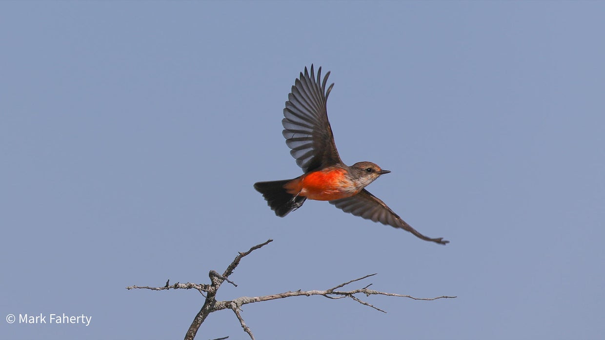 PHOTO: "Really rare bird" attracting hundreds to Cape Cod - CBS Boston
