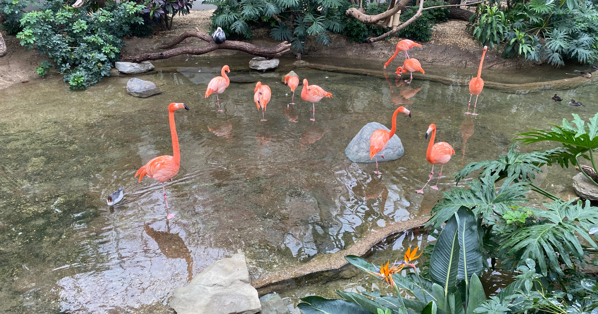 National Aviary cuts ribbon on newly renovated Wetlands exhibit - CBS ...