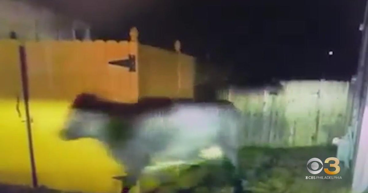 Loose cow spotted in Burlington - CBS Philadelphia
