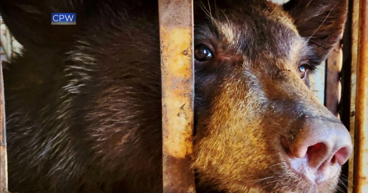 Bear trapped in Colorado Springs after getting too close to homes - CBS ...