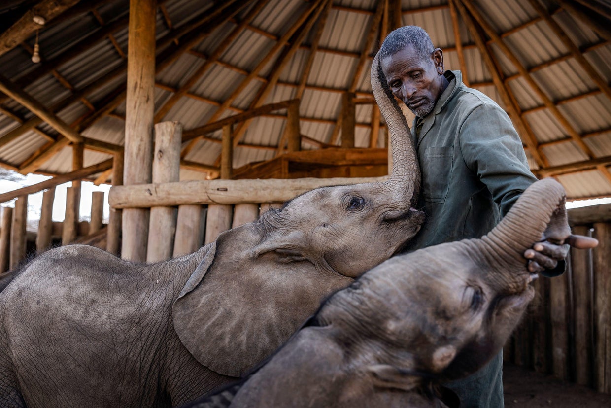 Hundreds of elephants and zebras die as Kenya weathers drought - CBS News Hundreds of elephants and zebras die as Kenya weathers drought - CBS News