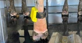 CSU study will have cows wearing Fitbit-like monitors - CBS Colorado