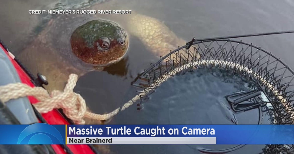 Massive snapping turtle visits Minnesota anglers - CBS Minnesota
