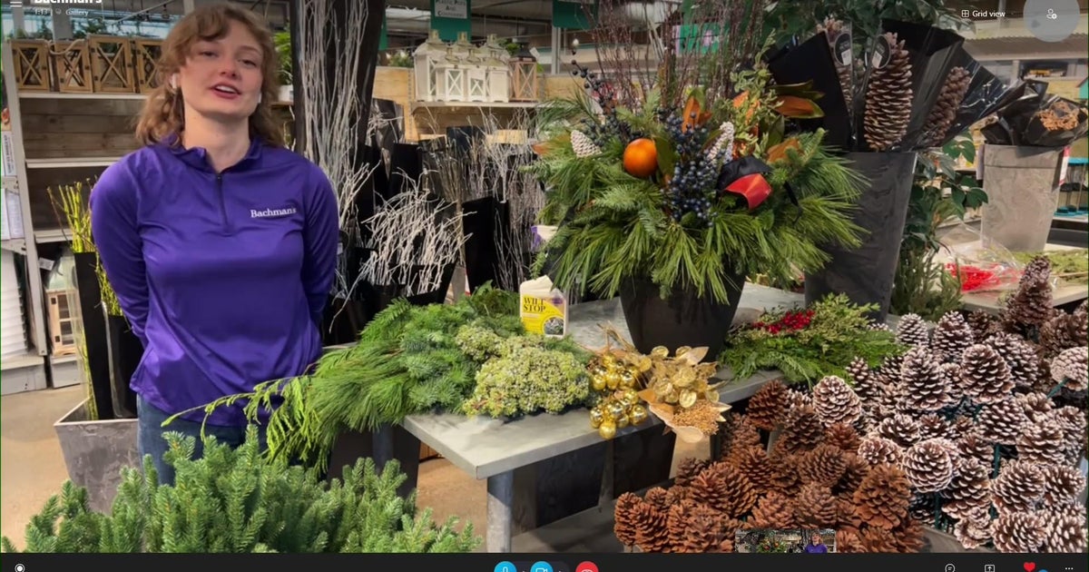 How to incorporate spruce tops from harvest to holiday - CBS Minnesota