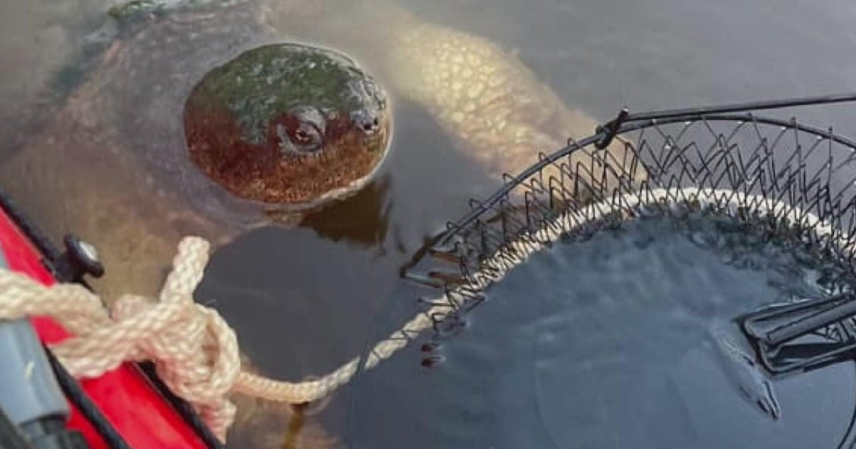 Large snapping turtle in Brainerd goes viral - CBS Minnesota