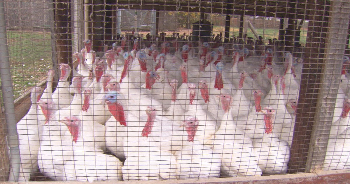 Inflation forcing turkey farms to raise prices to record highs this ...