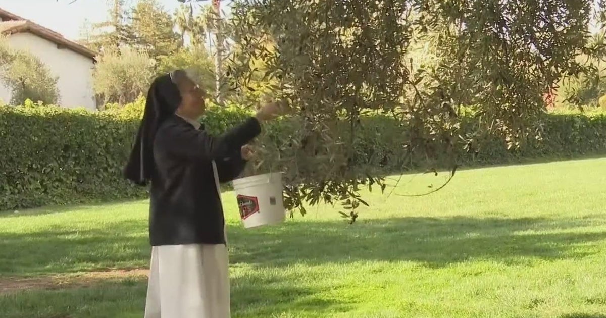 Community pitches in to help Catholic nuns with olive harvest - CBS ...