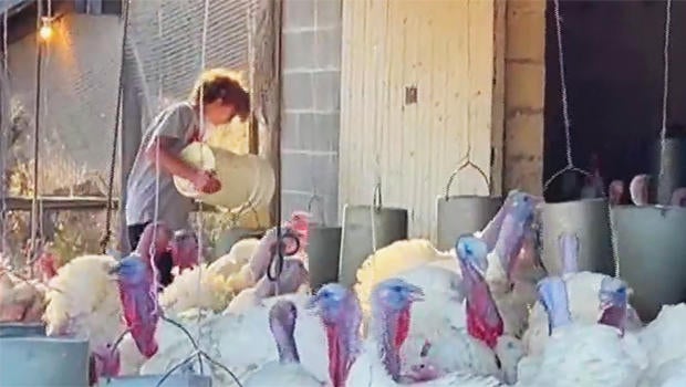 Inflation is driving up Thanksgiving costs. Here are ways to save ...