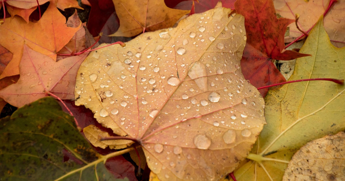 Chilly weather in North Texas ahead of potential rain Thanksgiving ...