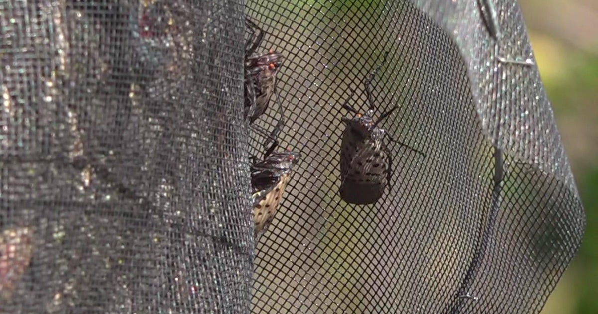 Piscataway High School students create traps targeting invasive spotted ...